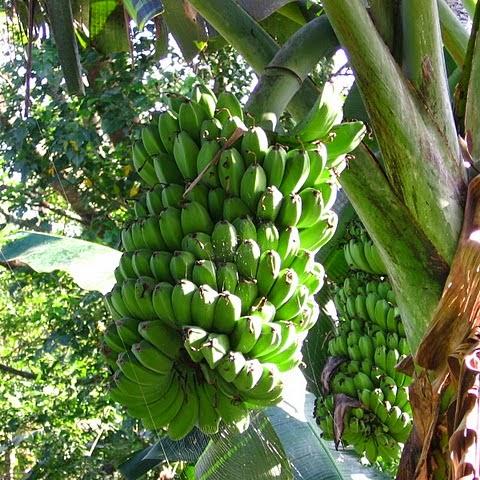 View Entire Inventory – Little Tree Homestead